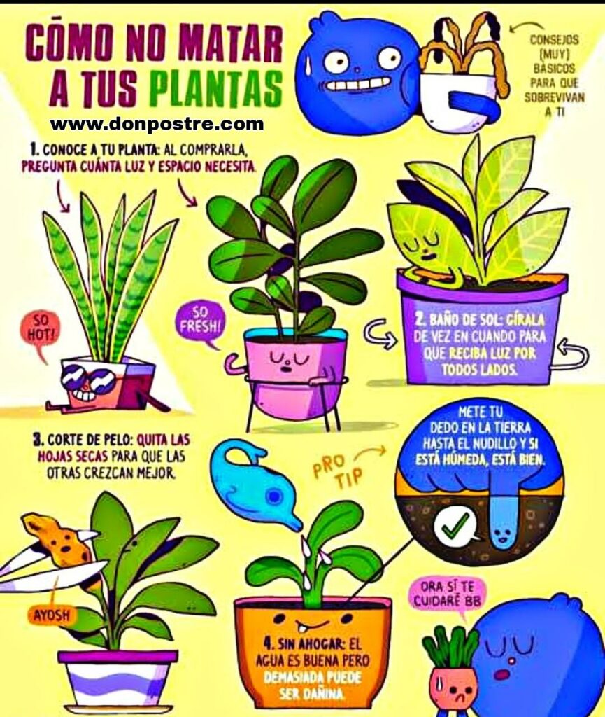 Don Postre » Blog Archive » Cómo NO matar tus plantas
